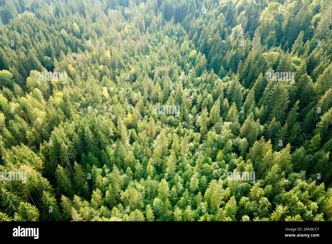 Aerial view of green pine forest with dark spruce trees. Nothern ...