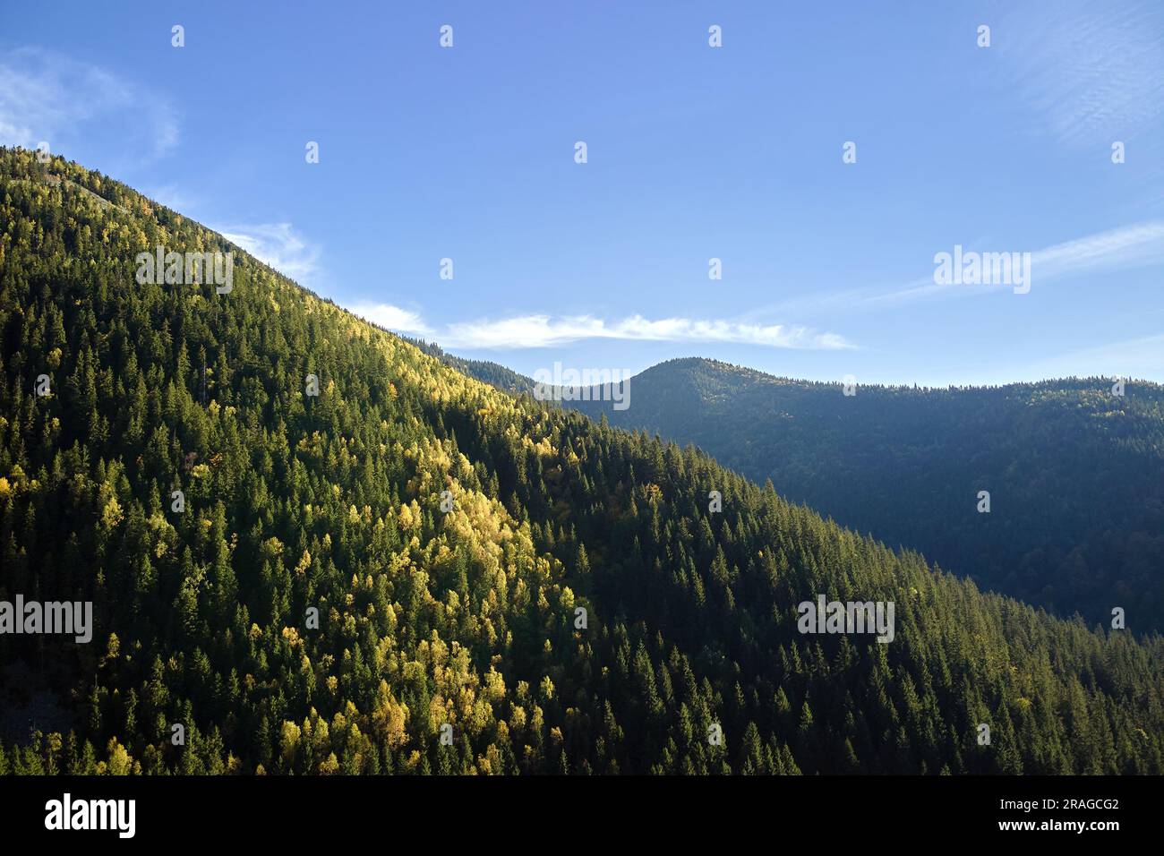 Aerial view of hillside with dark spruce forest trees at fall bright ...