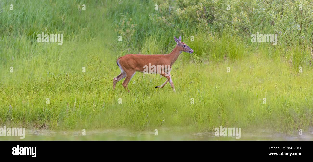 White-tailed doe walking along the water's edge in northern Wisconsin ...