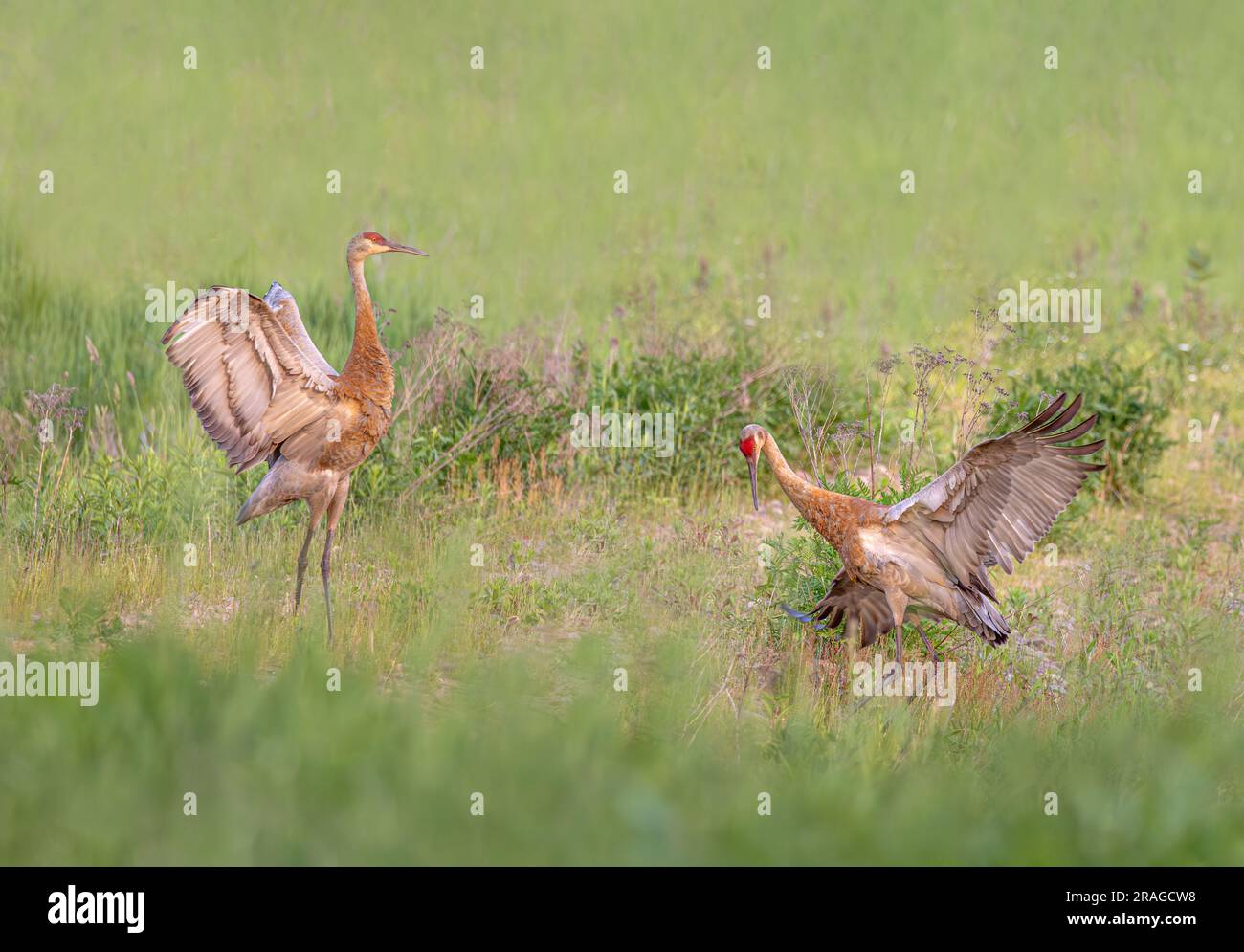 Sandhill cranes performing their mating dance in northern Wisconsin ...