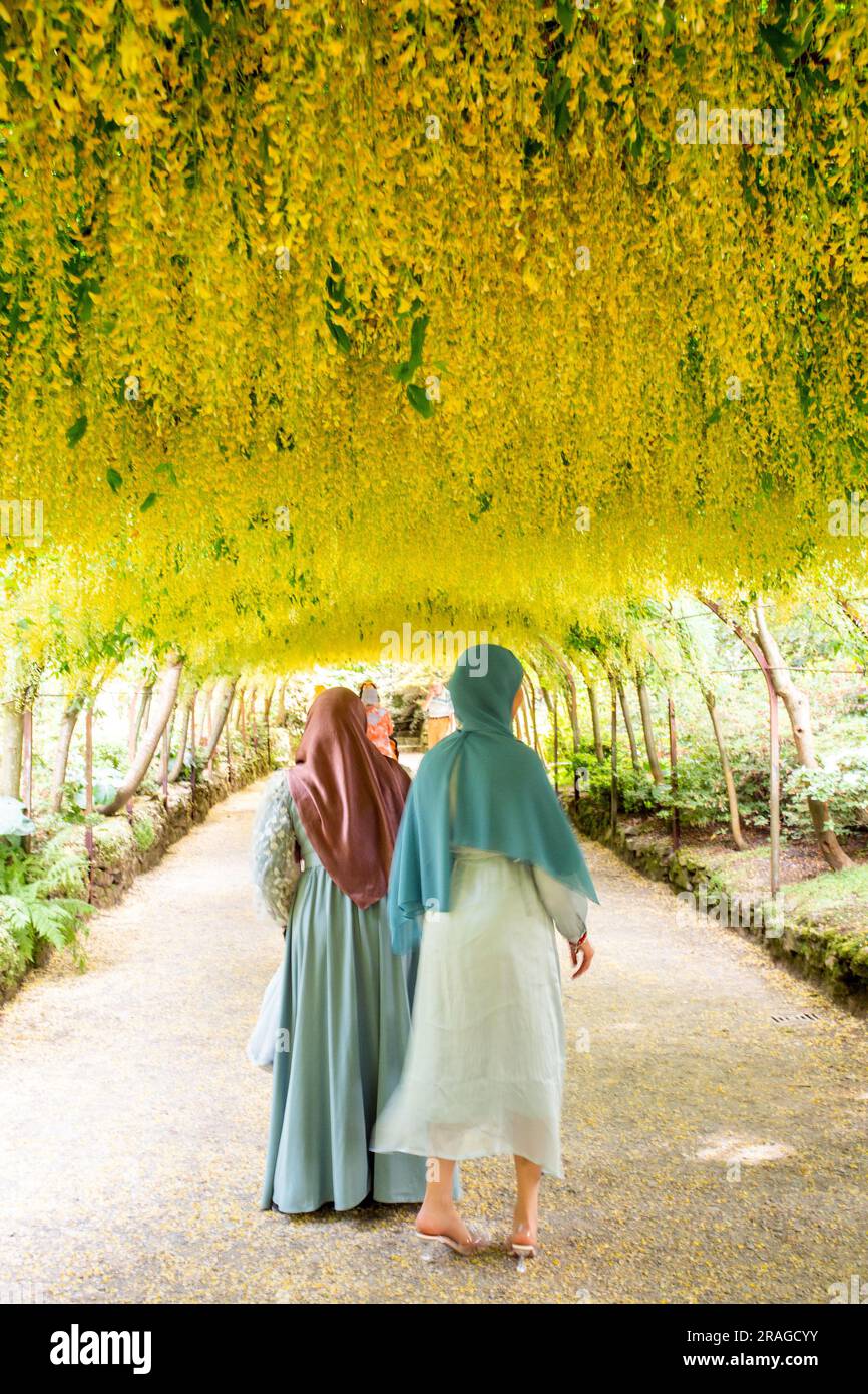 The laburnum walk at the National trust Bodnant gardens near Conway in ...
