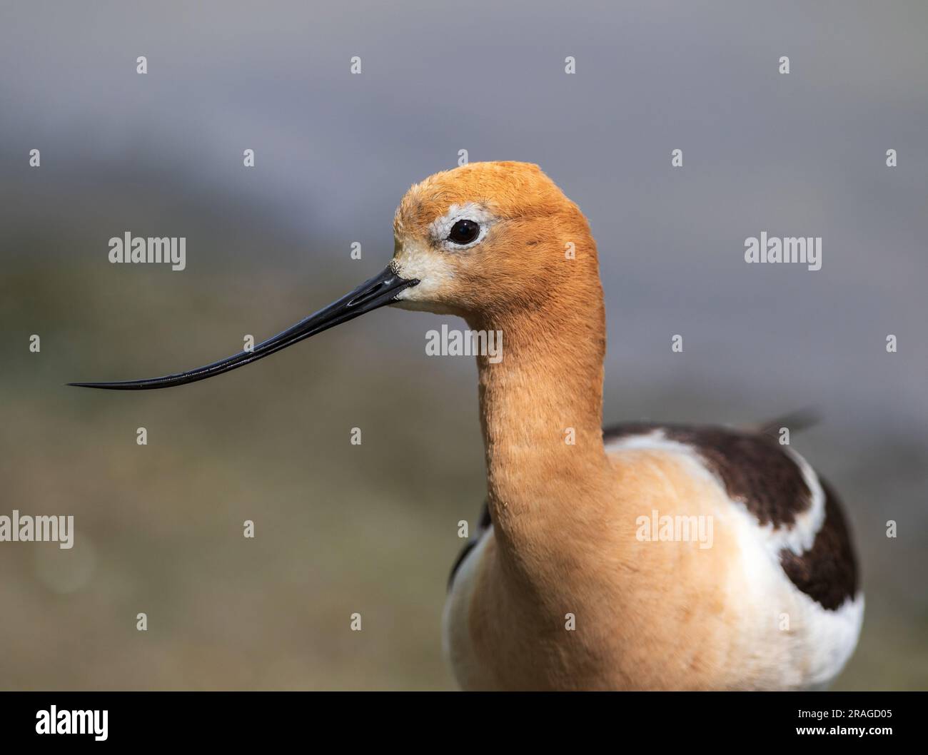 American avocet beak hi-res stock photography and images - Alamy