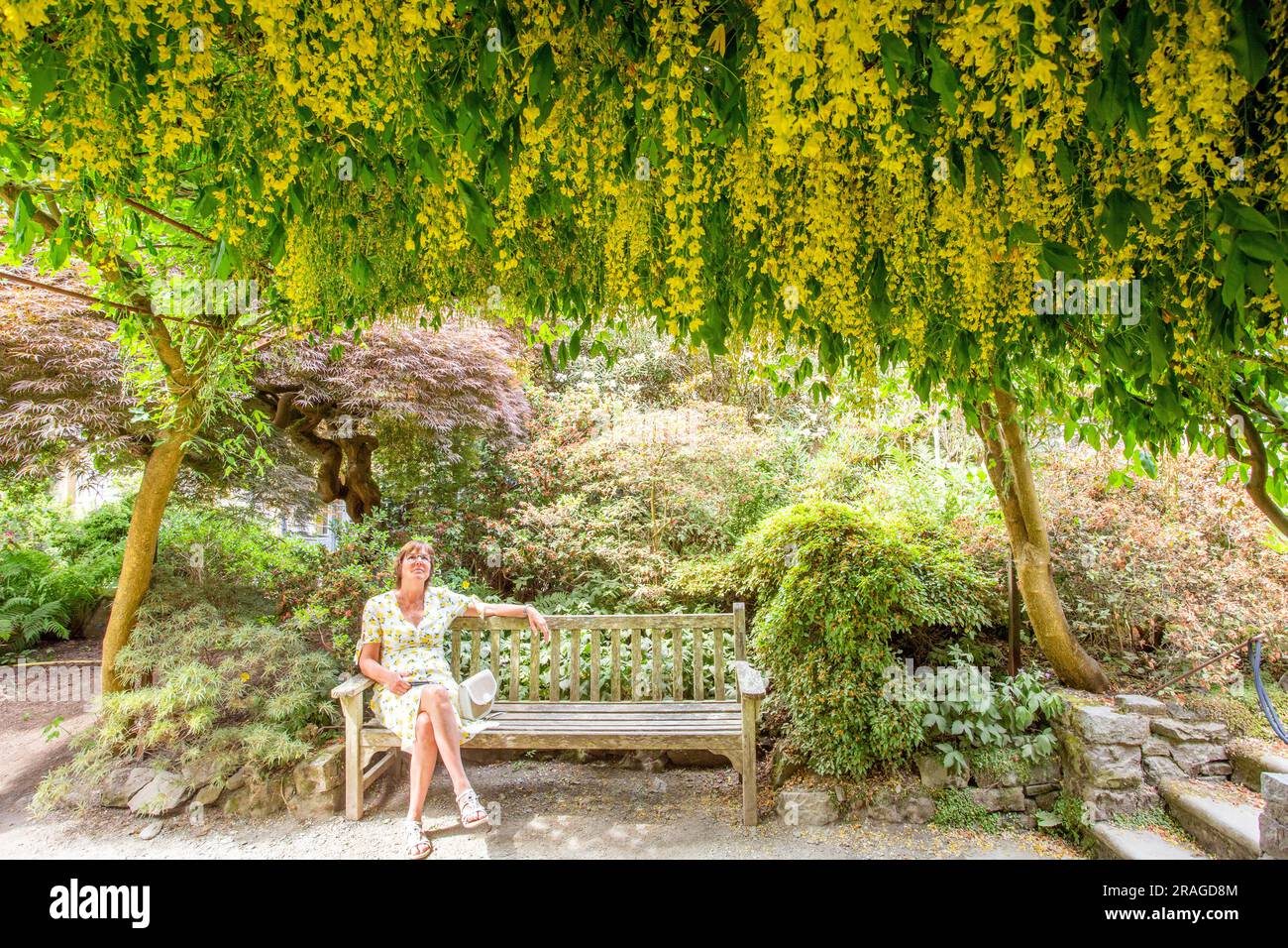 The laburnum walk at the National trust Bodnant gardens near Conway in ...