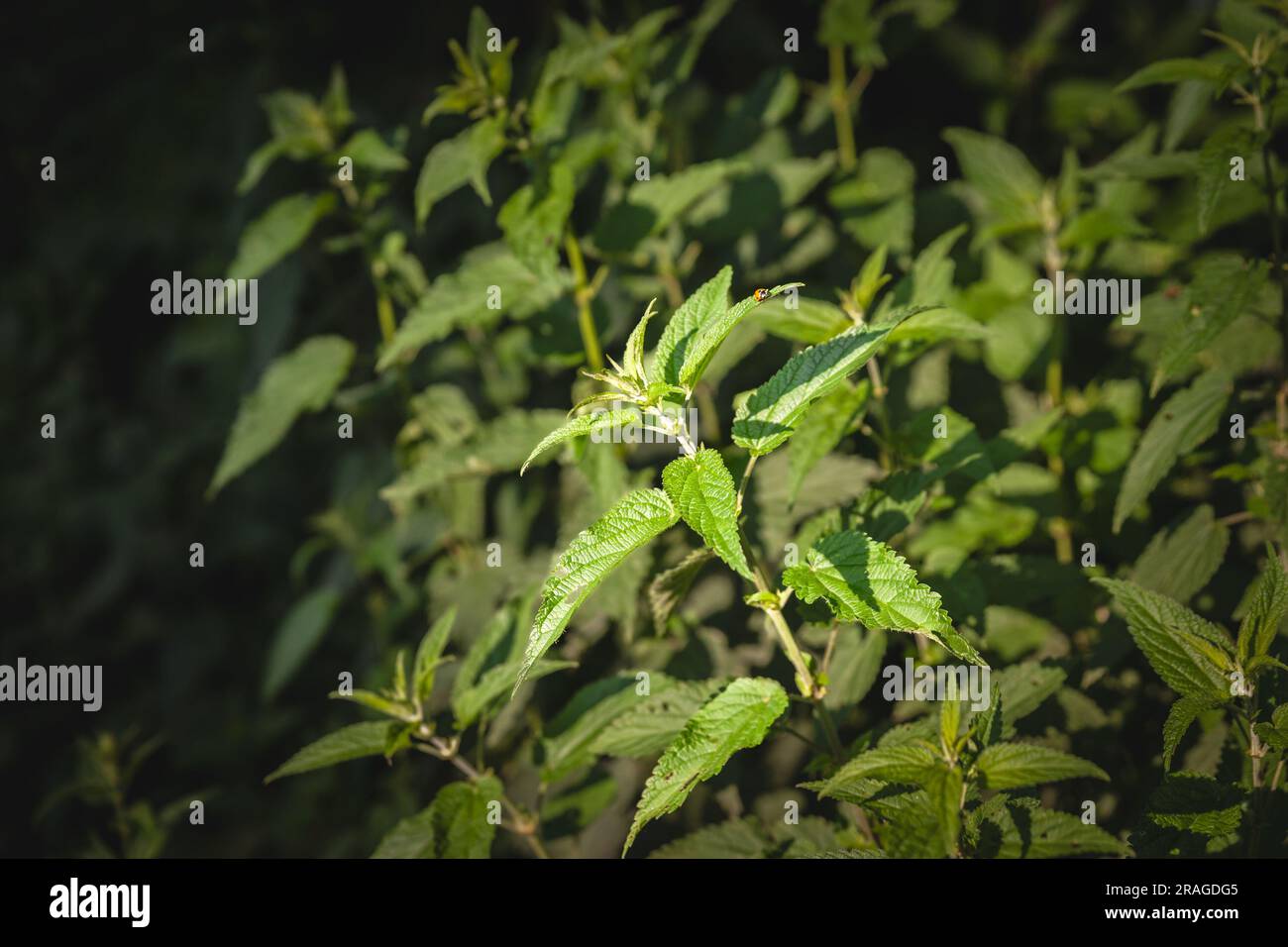 Stinging nettles growing in hi-res stock photography and images - Alamy