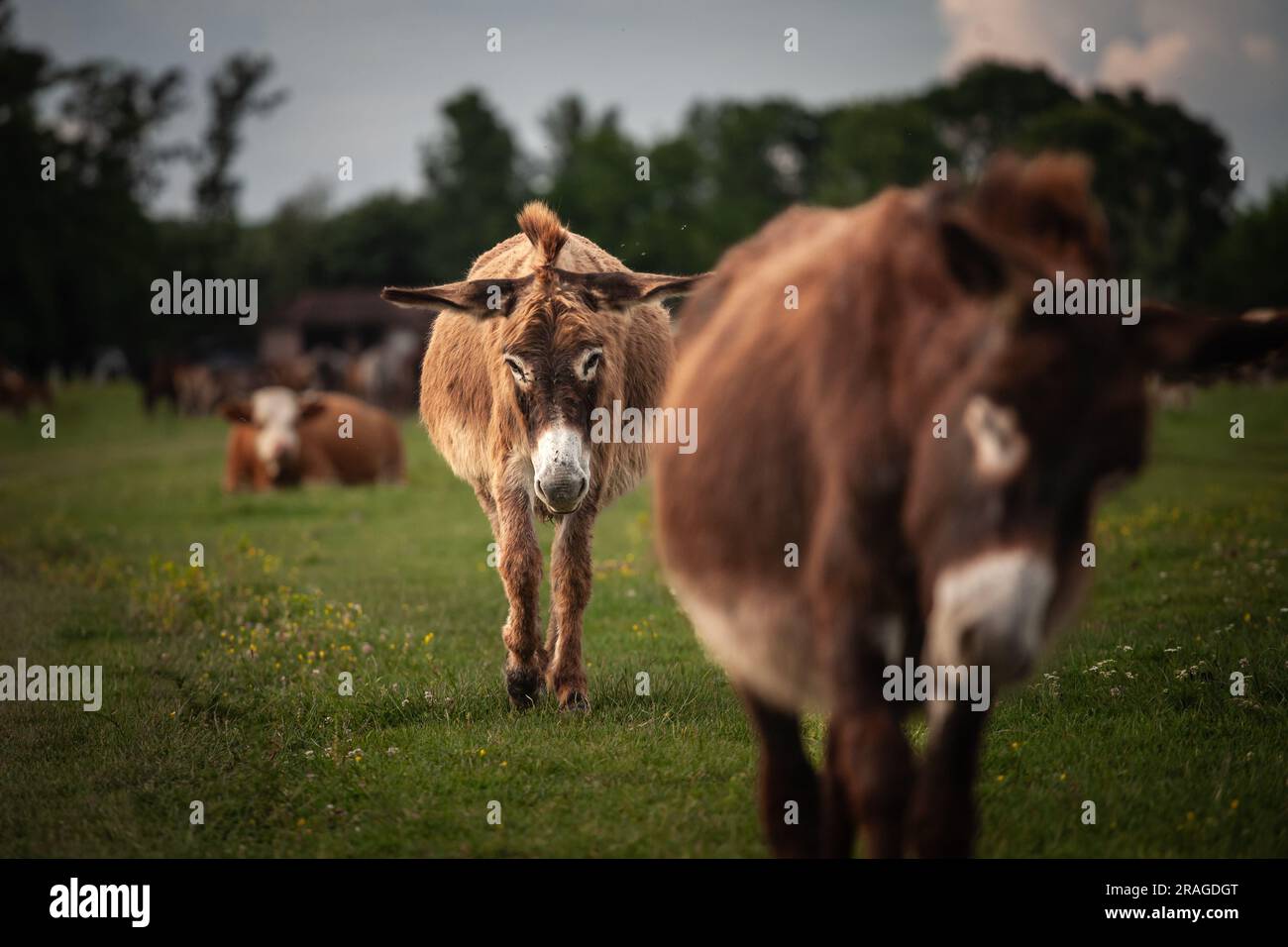 Serbian donkey hi-res stock photography and images - Alamy