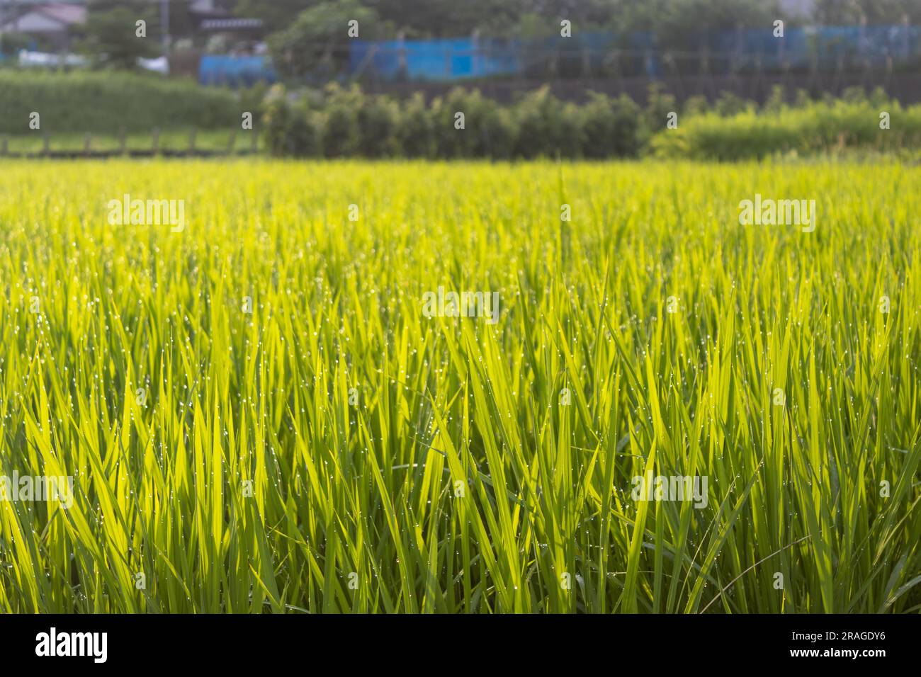 Summer view of countryside rice paddy field. Kanazawa, Japan Stock ...