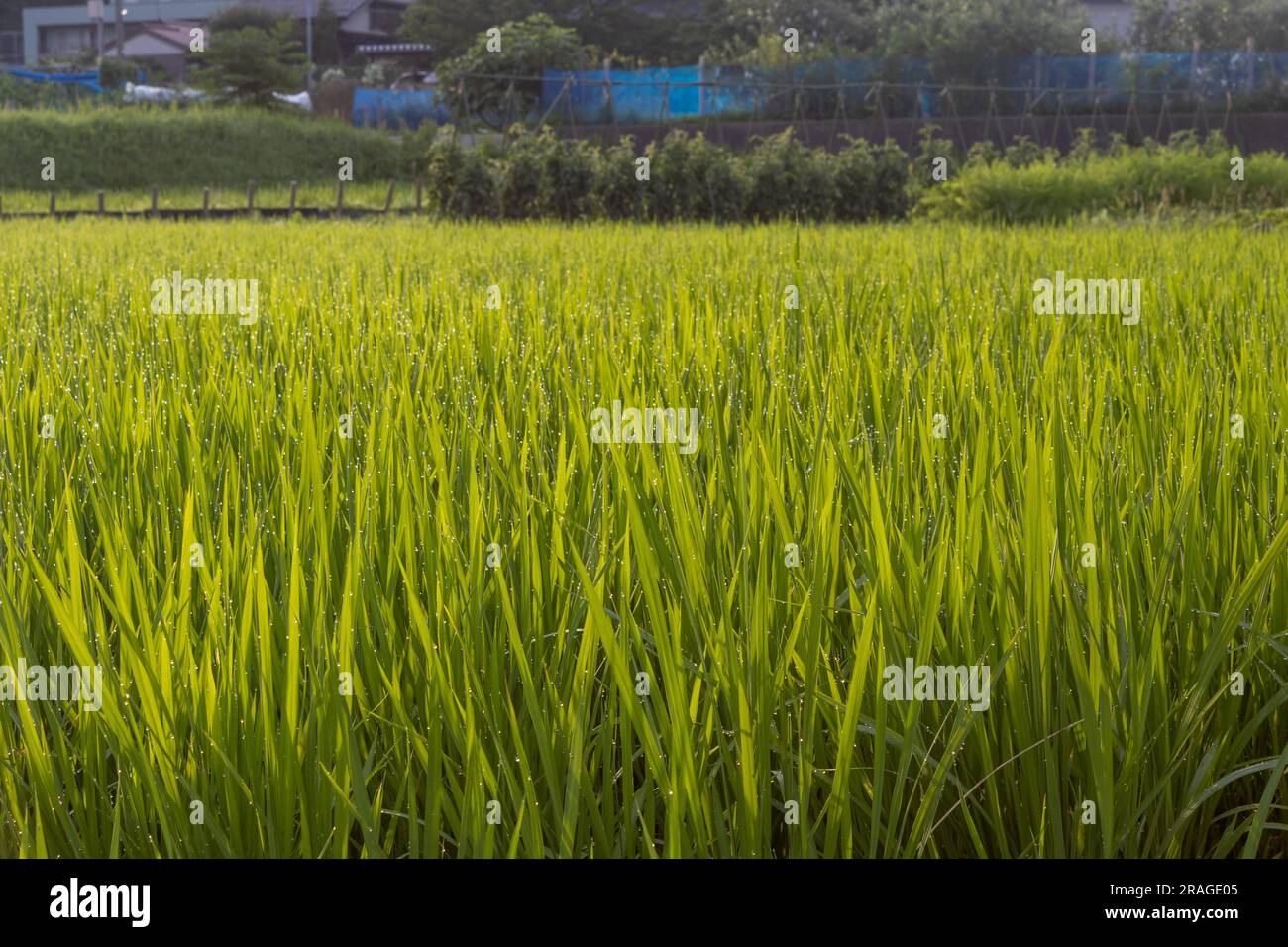Summer view of countryside rice paddy field. Kanazawa, Japan Stock ...