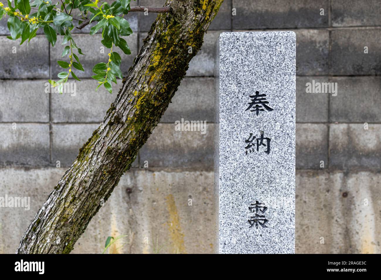 Tree and shrine marker stone, Jiohachiman Shrine, Kanazawa, Japan ...