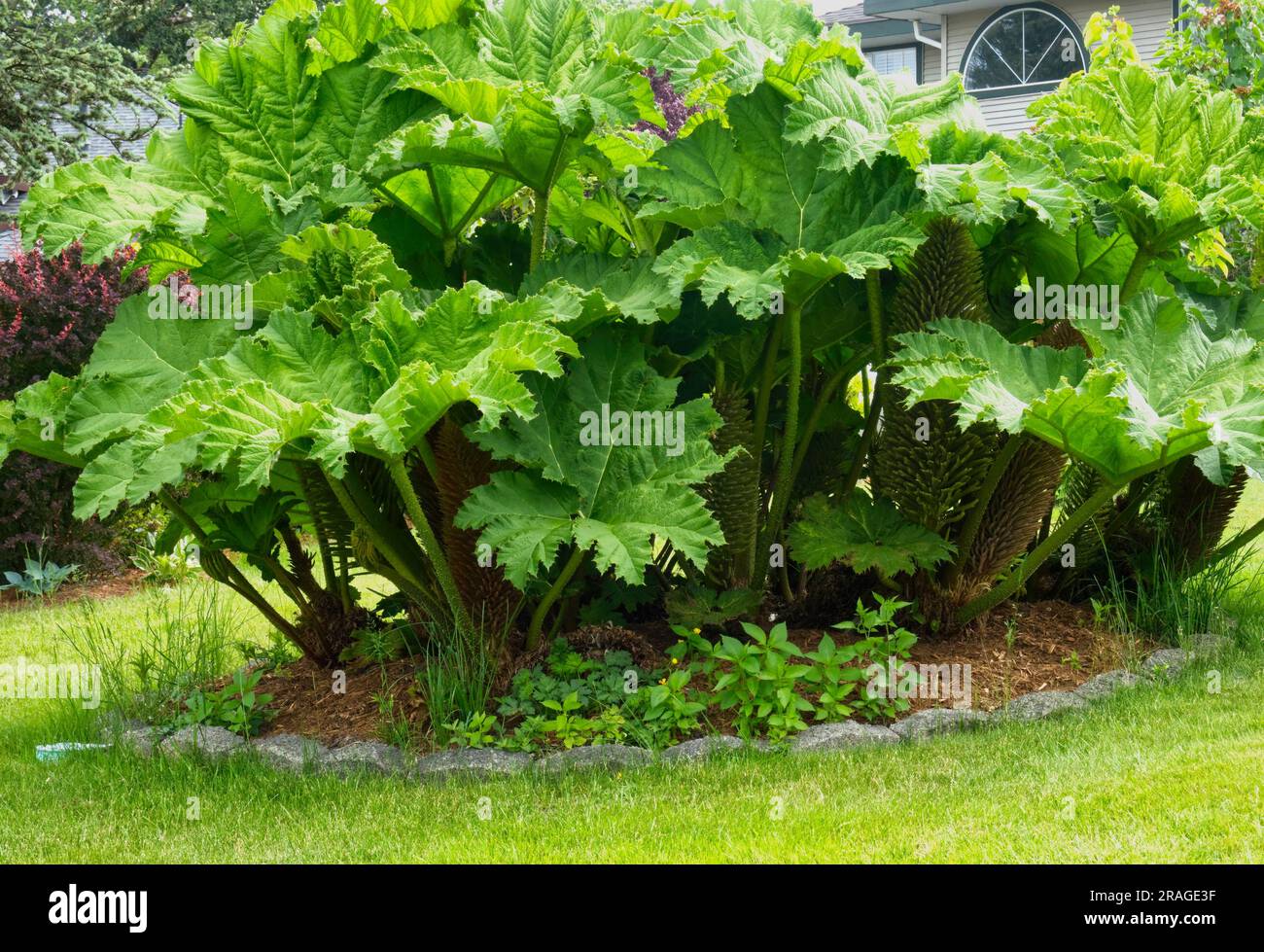 Gunnera manicata - Gunneraceae - giant rhubarb. B. C., Canada Stock ...