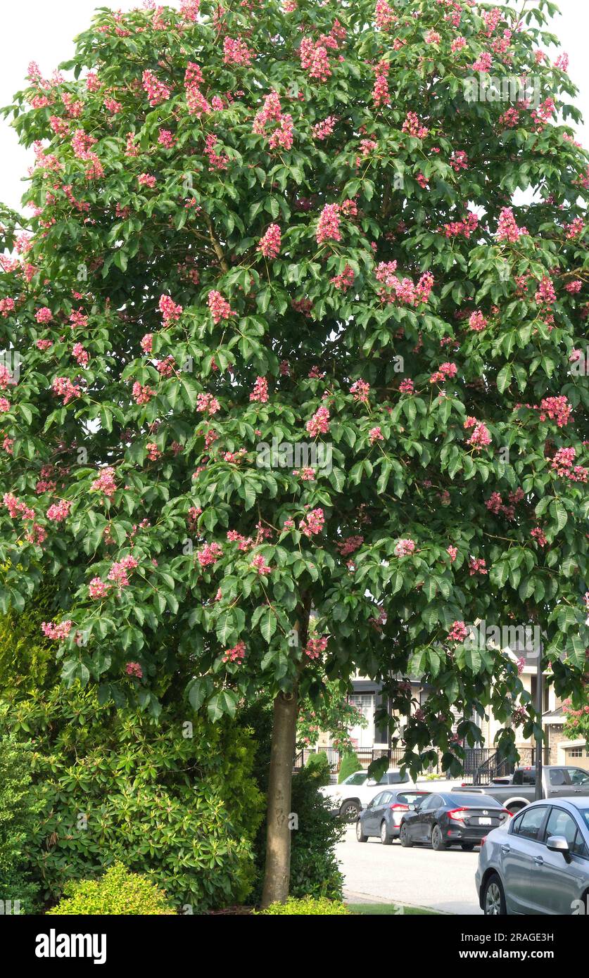 Aesculus x carnea - Red Horse-chestnut tree. B. C., Canada Stock Photo ...