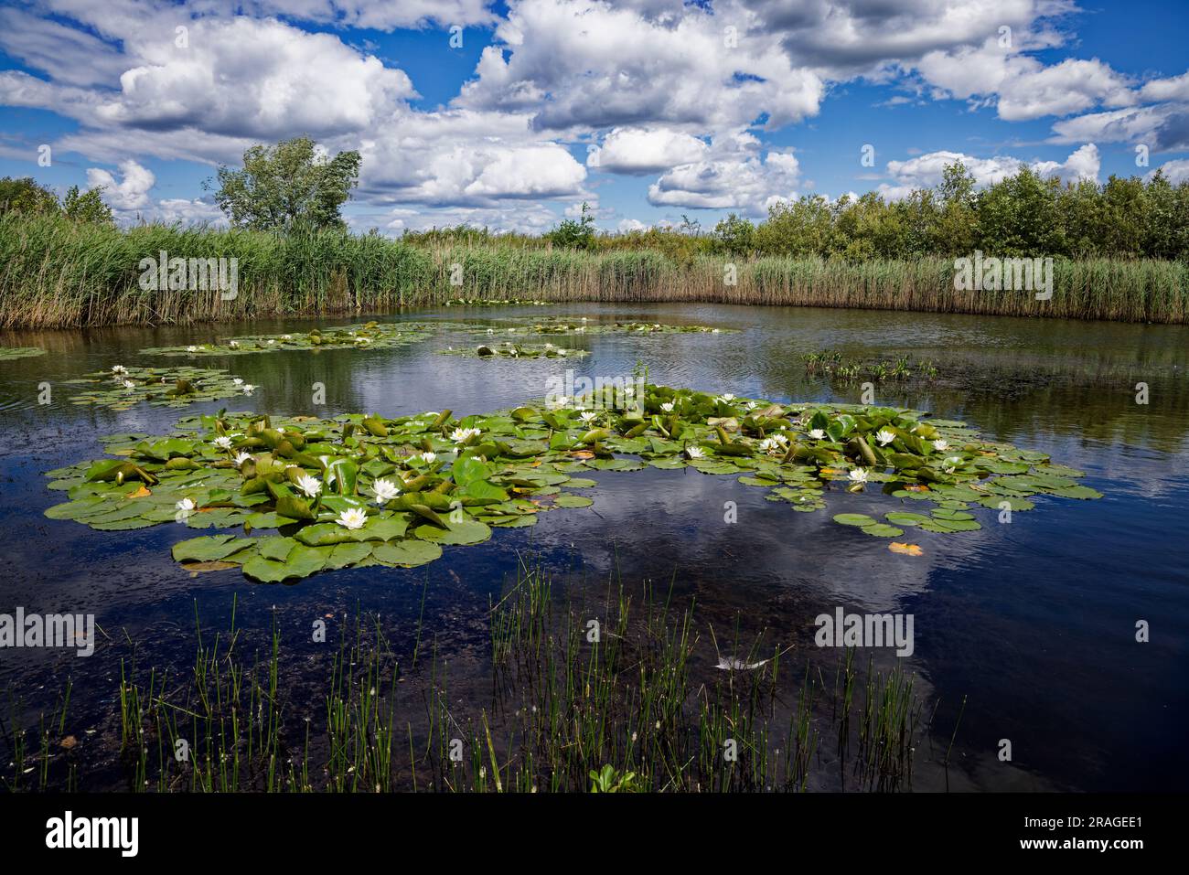 Old Moor Wetlands, Dearne Valley, South Yorkshire Stock Photo - Alamy