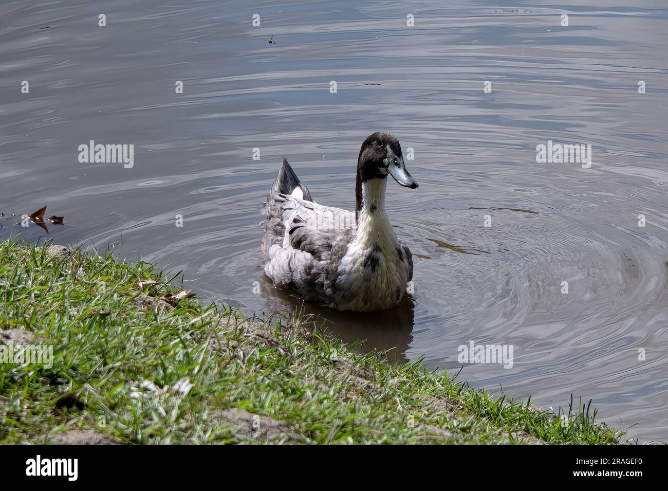 Just a duck floating at Lakeview Hospital in Covington, LA Stock Photo ...