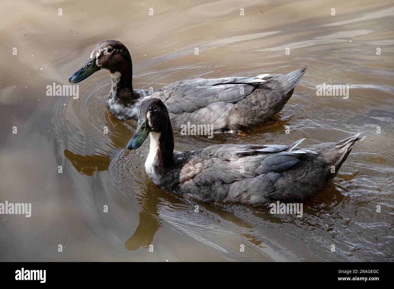 2 Ducks floating eye balling me at Lakeview Hospital in Covington, LA ...
