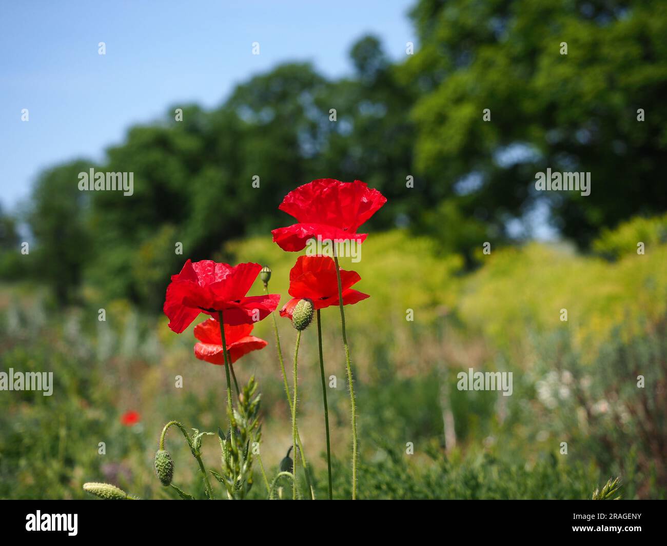 Wild poppies and trees hi-res stock photography and images - Alamy