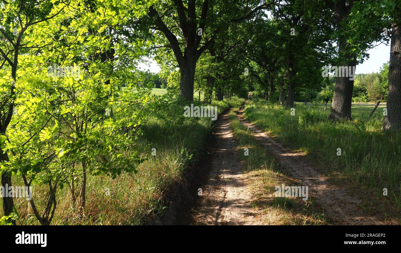 tree-lined farm trail in the countryside of Poland Stock Photo - Alamy