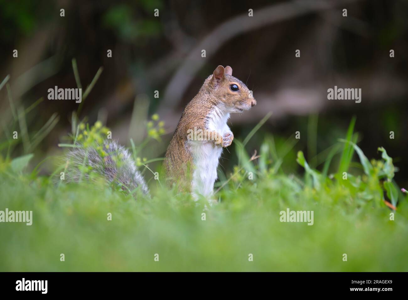 Curious beautiful wild gray squirrel looking up on green grass in ...