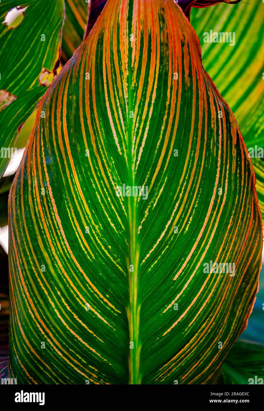 A canna lily (Canna) leaf is pictured, June 24, 2023, in Moss Point ...