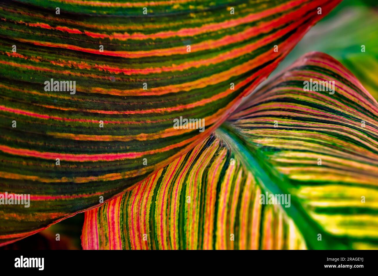 A canna lily (Canna) leaf is pictured, June 24, 2023, in Moss Point ...