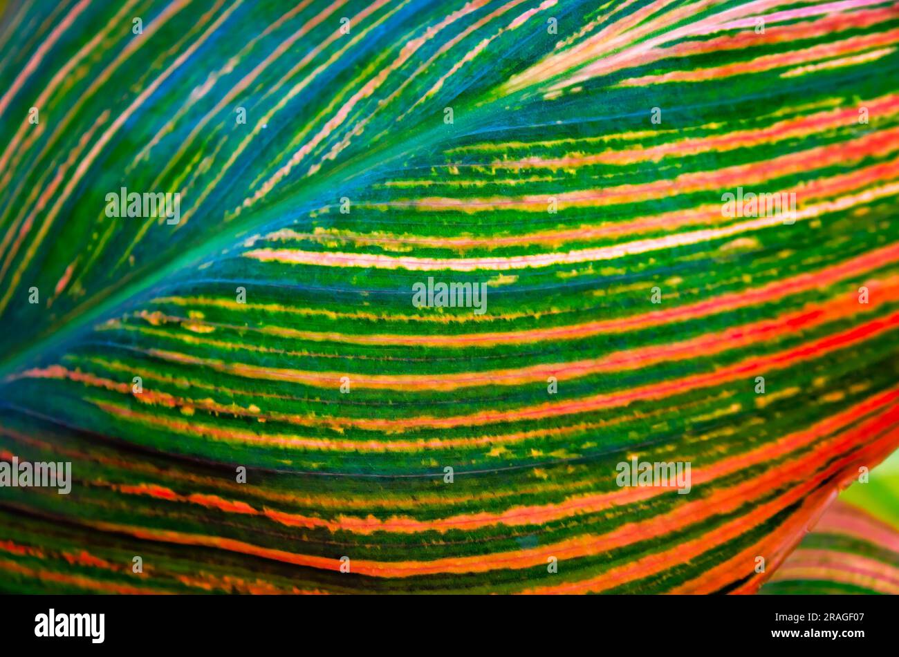 A canna lily (Canna) leaf is pictured, June 24, 2023, in Moss Point ...