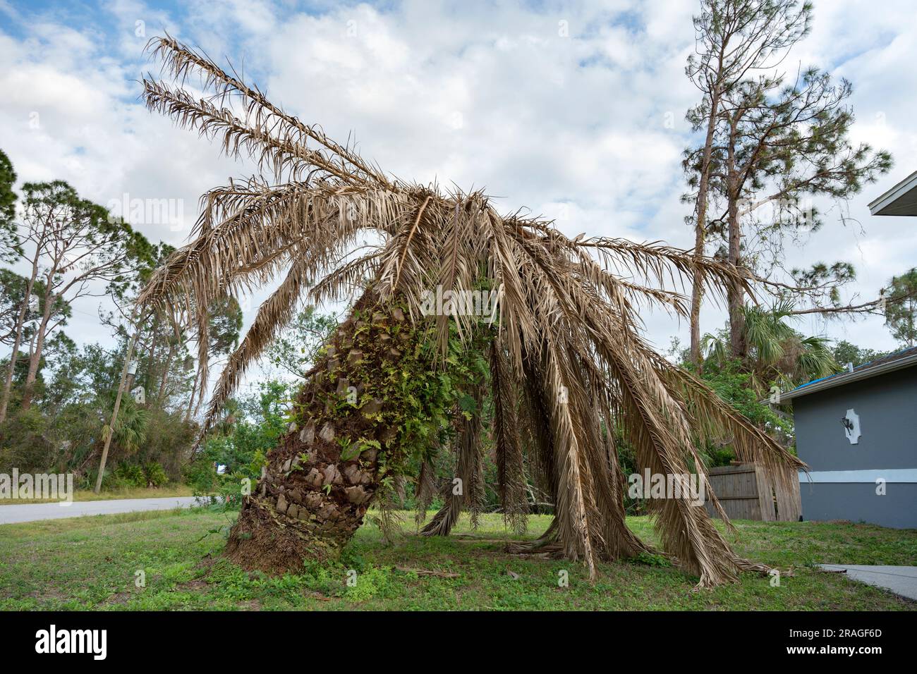 Dry dead palm tree on Florida home backyard Stock Photo - Alamy