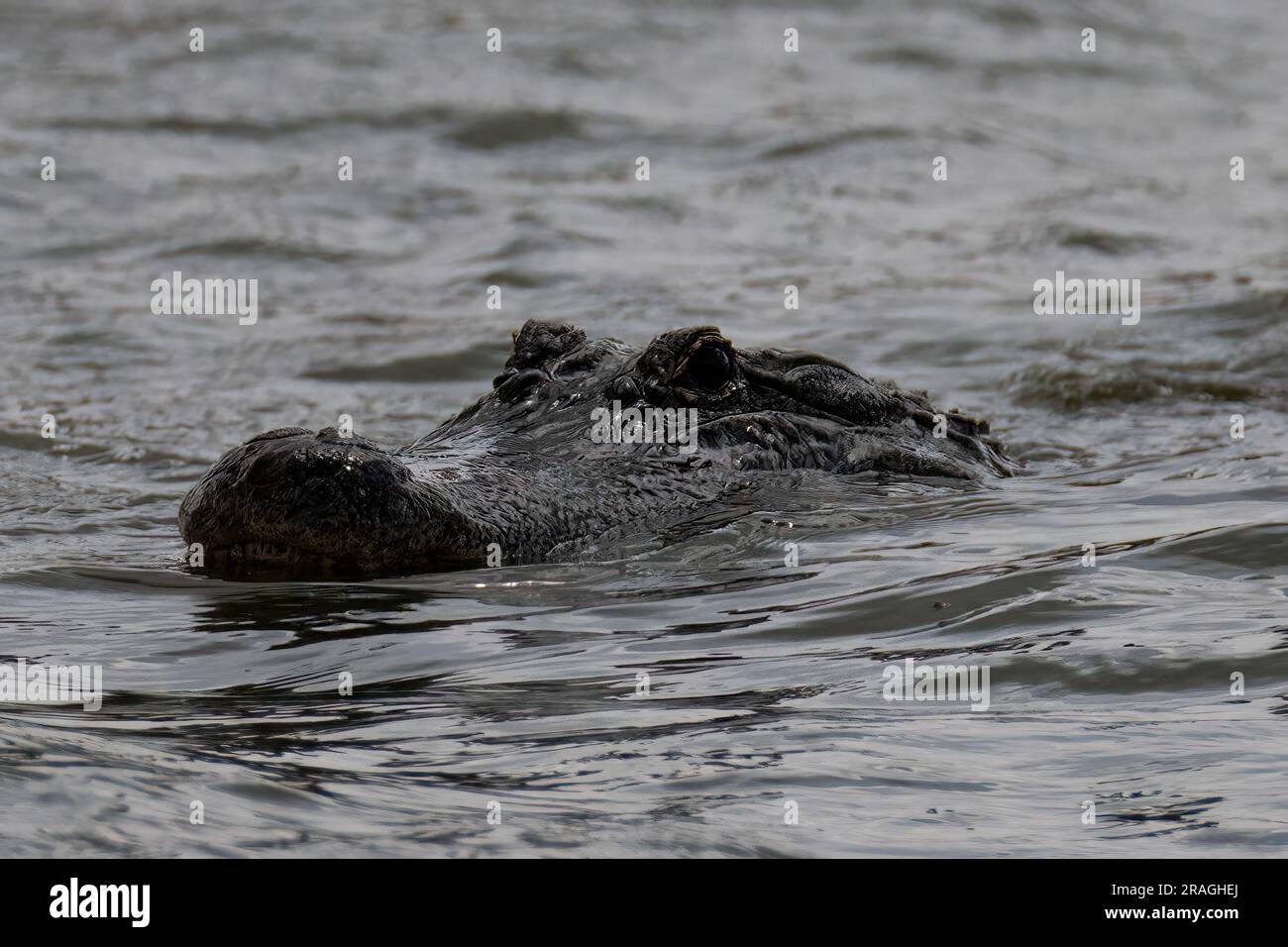 Alligator floating in Bayou Lafourche Stock Photo - Alamy