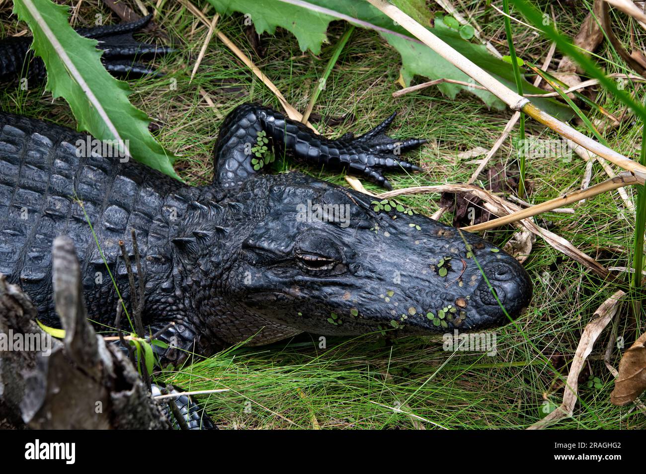 Black gator chilling in the Barataria Preserve Stock Photo - Alamy