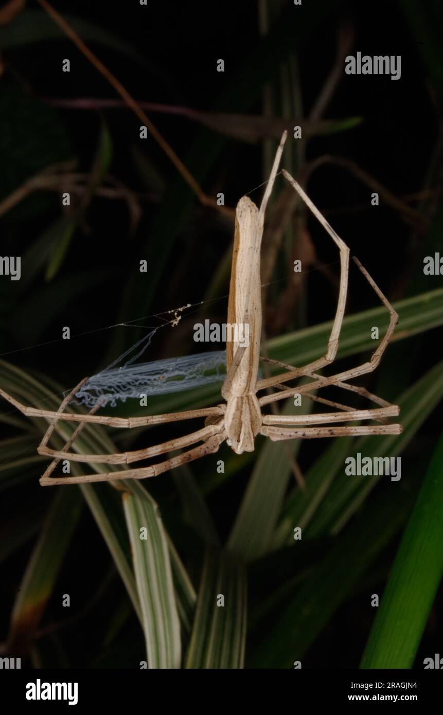 Spider net hi-res stock photography and images - Alamy
