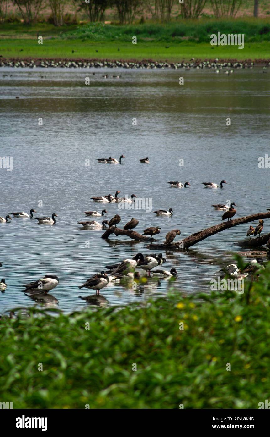 Mangrove swamp northern queensland australia hi-res stock photography ...