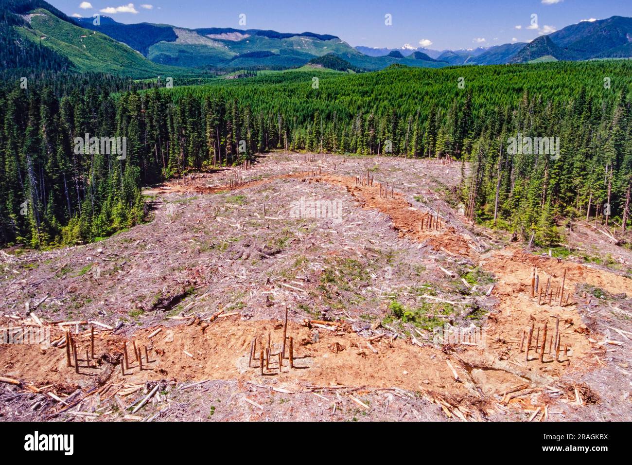 Aerial image of clearcut logging on Vancouver, Island, BC, Canada Stock ...
