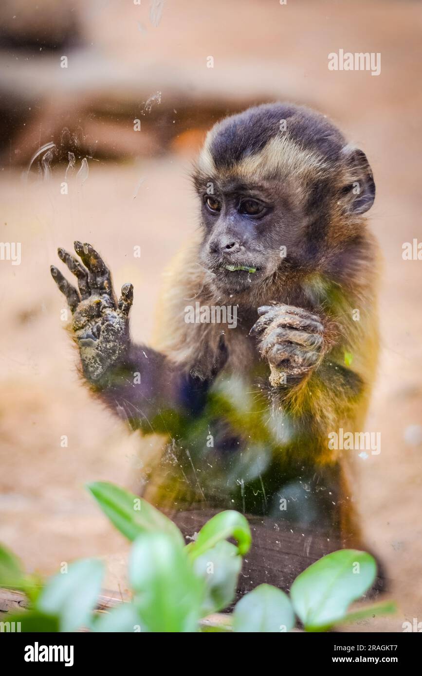 A lonely imprisoned monkey in the Oasis Zoo, Fuerteventura Stock Photo ...