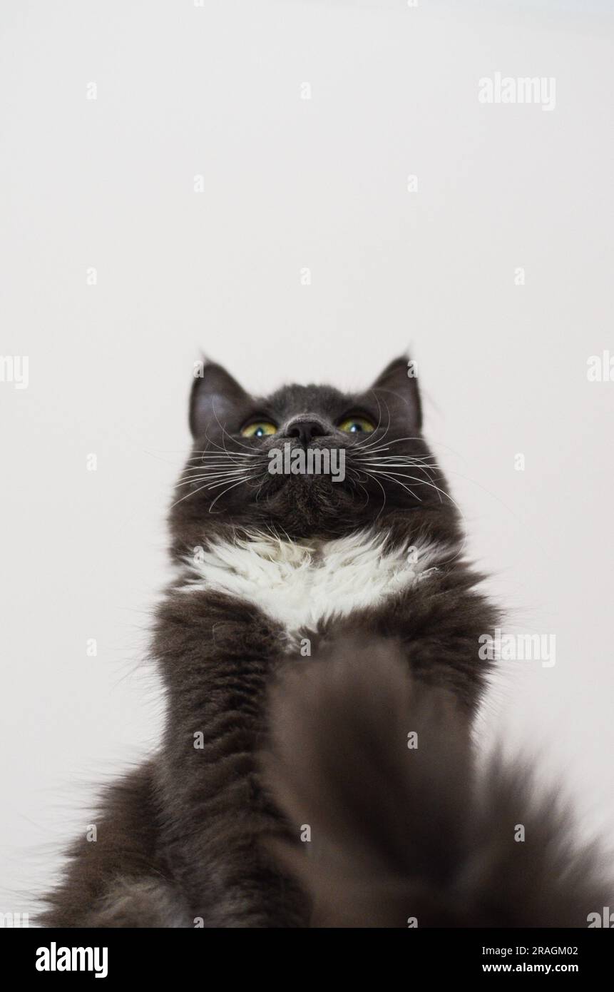 Feline smiling look hi-res stock photography and images - Alamy