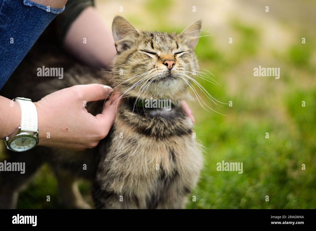 A cat being scratched by a human. Connection between an animal and ...