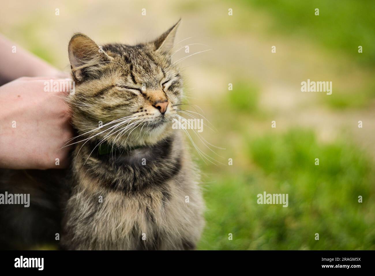 Animal human connection hi-res stock photography and images - Alamy