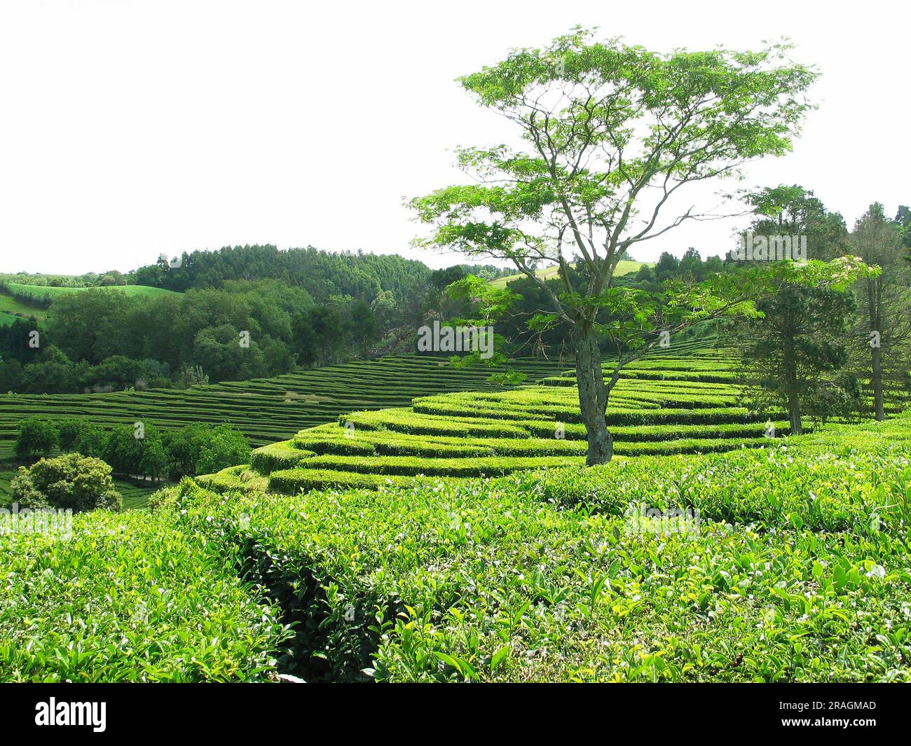 Tea plantation view with tea plants in green rows in the fields, the ...