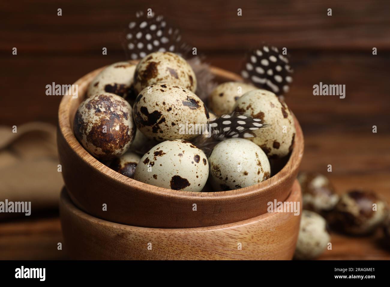 Speckled quail eggs and feathers, closeup view Stock Photo - Alamy