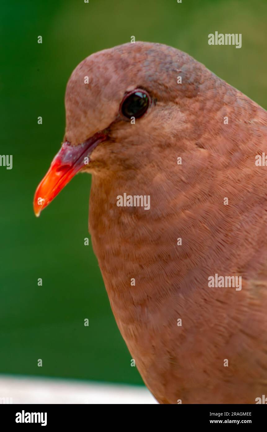 Pacific Emerald Dove, Chalcophaps indica, Malanda, Australia Stock ...