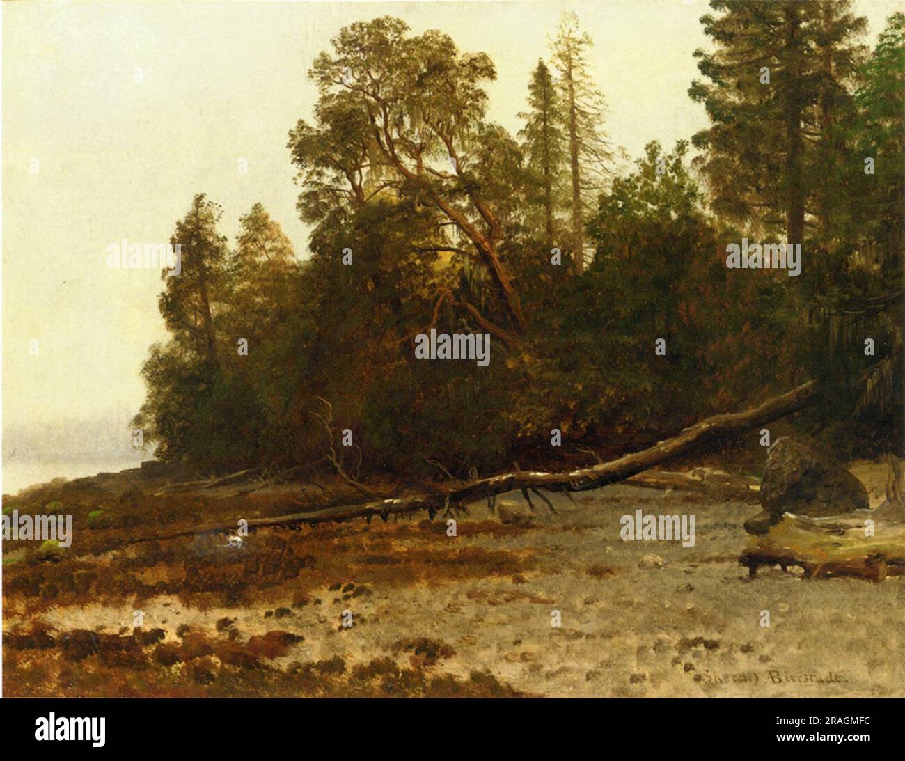 The Fallen Tree Stock Photo - Alamy