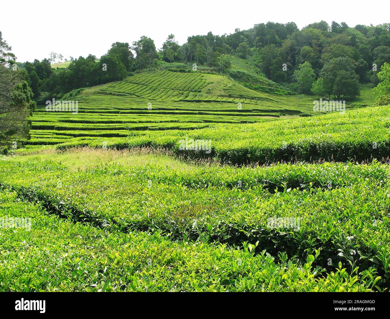 Tea plantation view with tea plants in green rows Stock Photo - Alamy