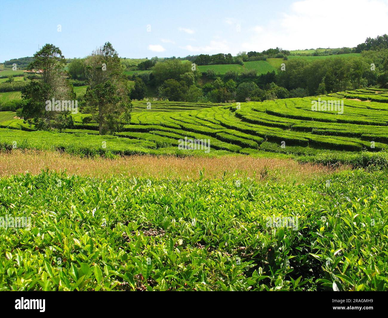 Tea cultivation, tea bushes in green rows in the fields Stock Photo - Alamy