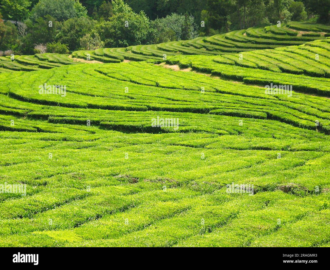 Tea plantation view with rows of tea shrubs Stock Photo - Alamy