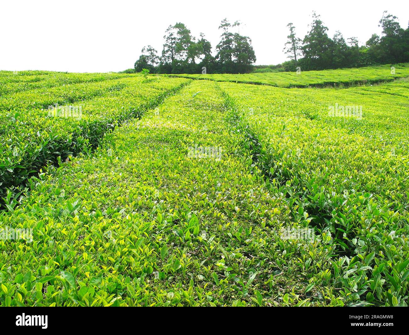 Rows of organic tea plants in a green field Stock Photo - Alamy