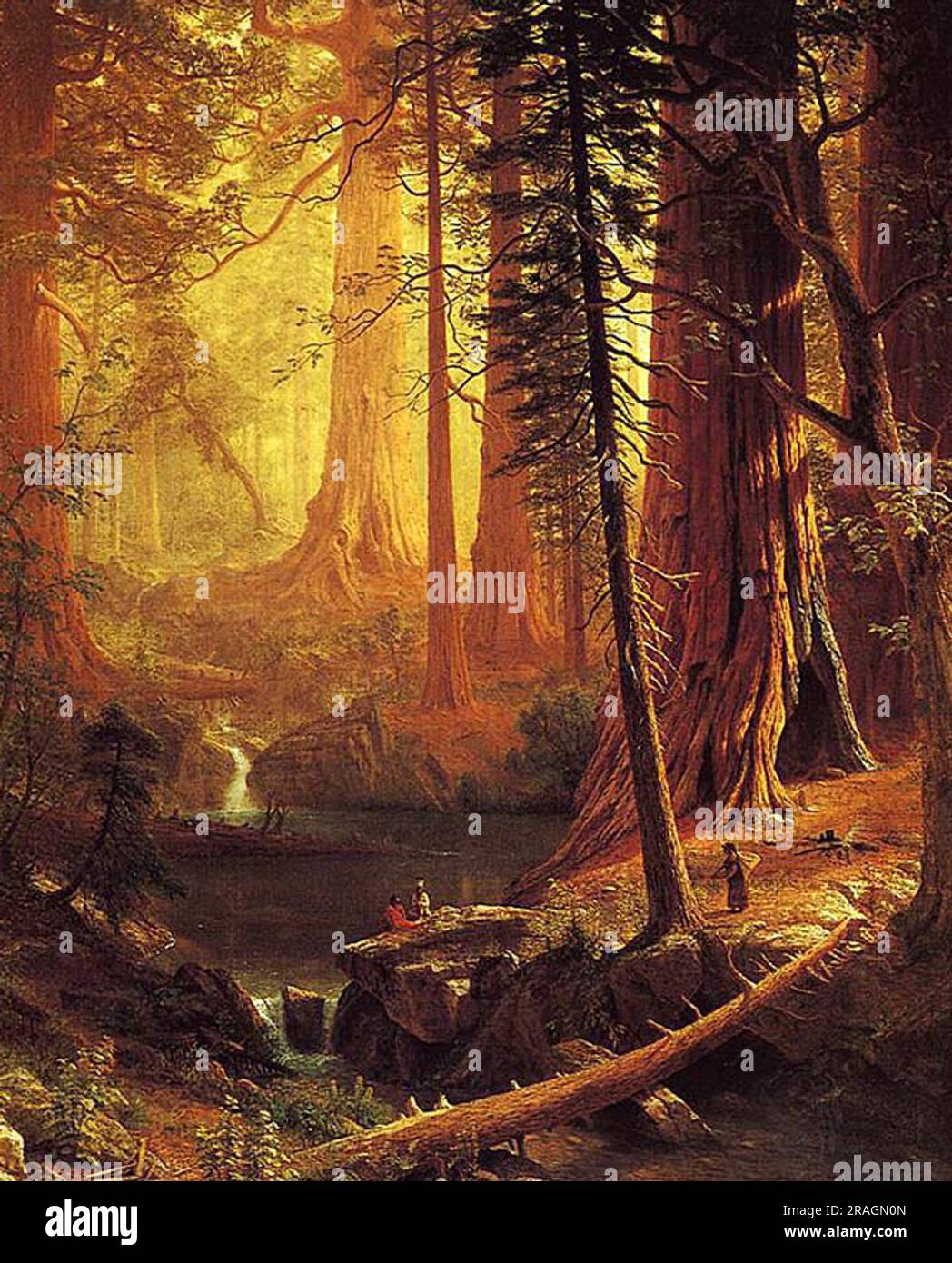 Giant Redwood Trees of California (King’s River, Big Tree Grove ...