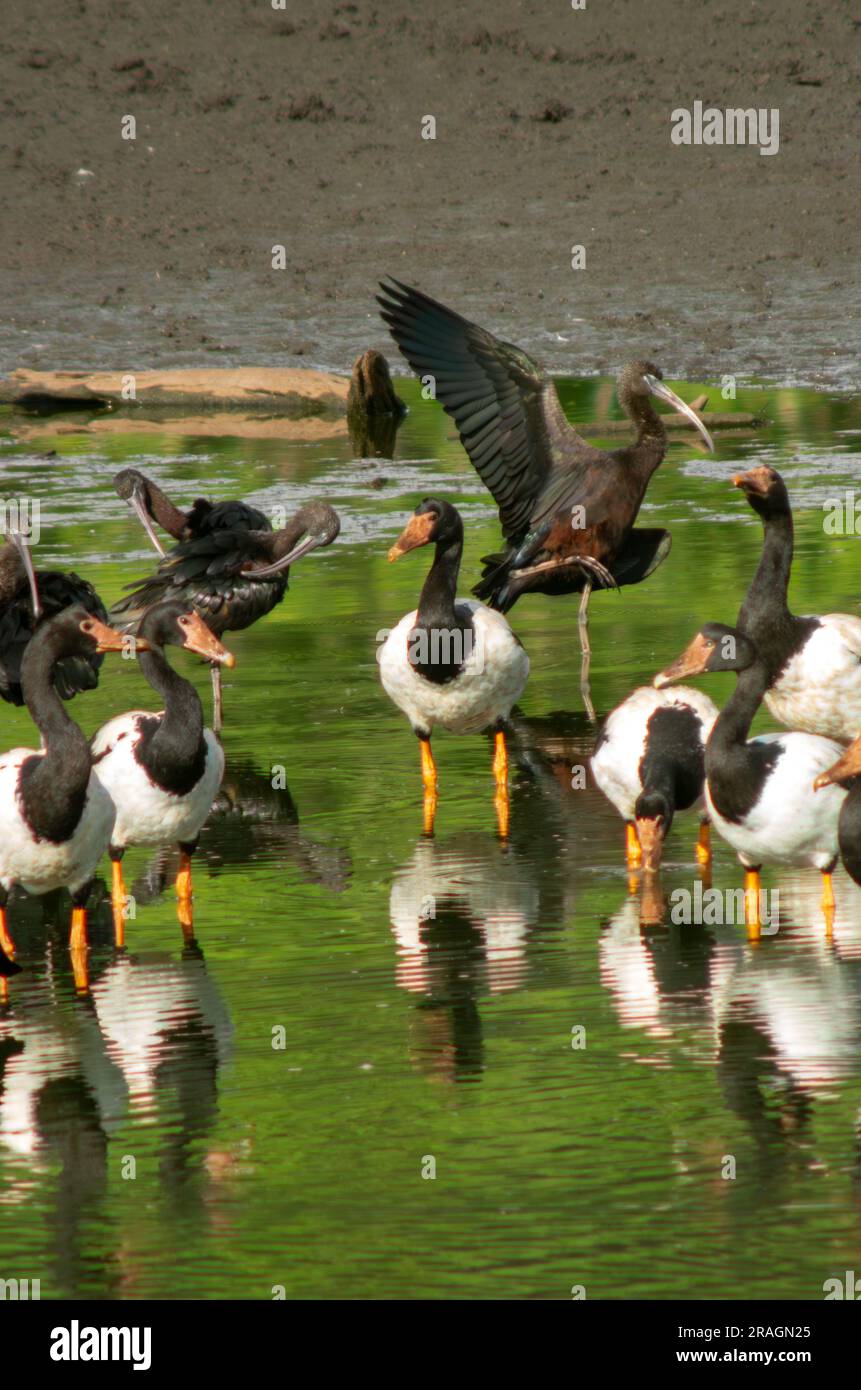 Wetlands Birds, Magpie Geese, Anseranas semipalmata, with Glossy Ibis ...