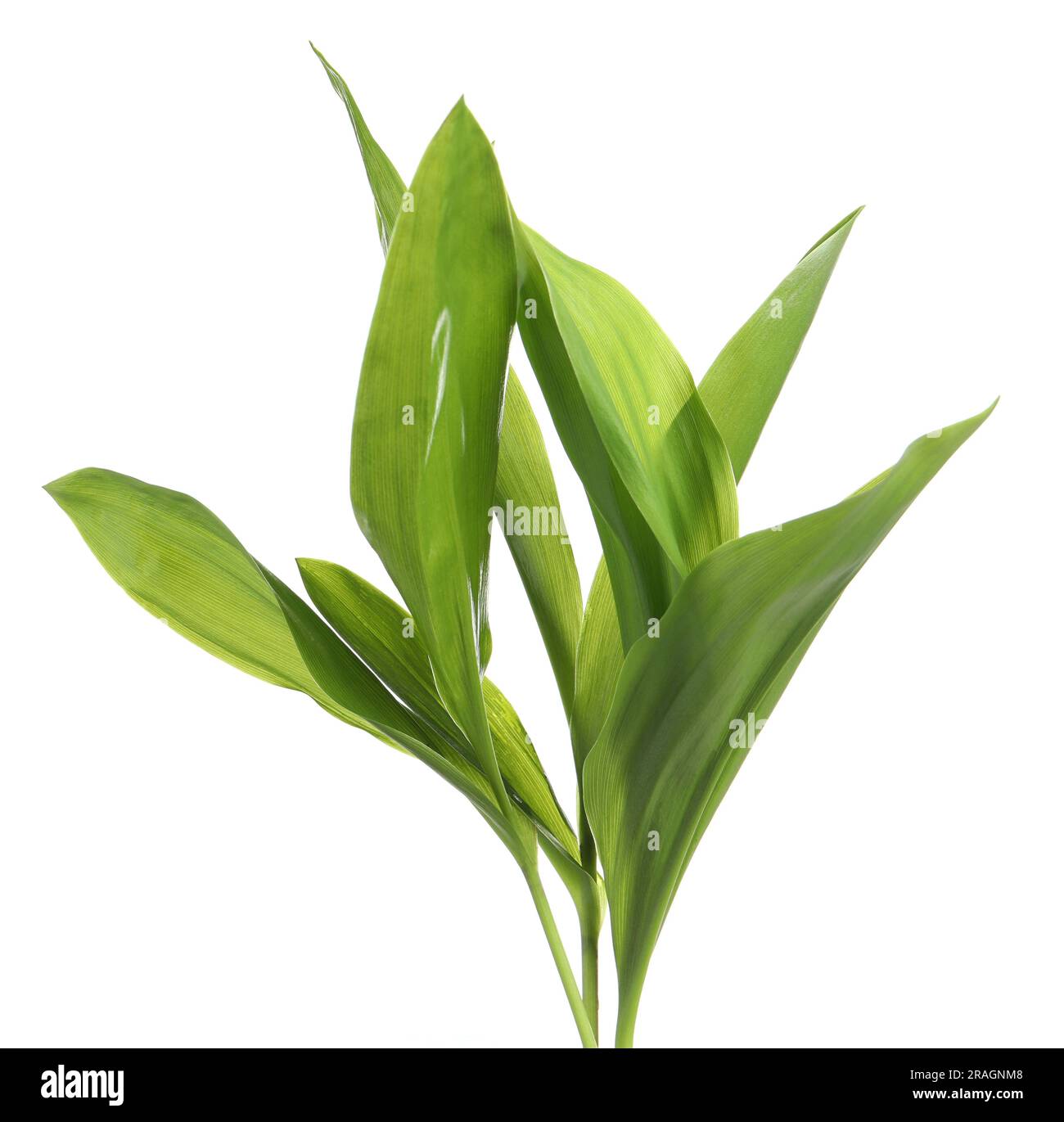 Beautiful lily of the valley leaves on white background Stock Photo - Alamy