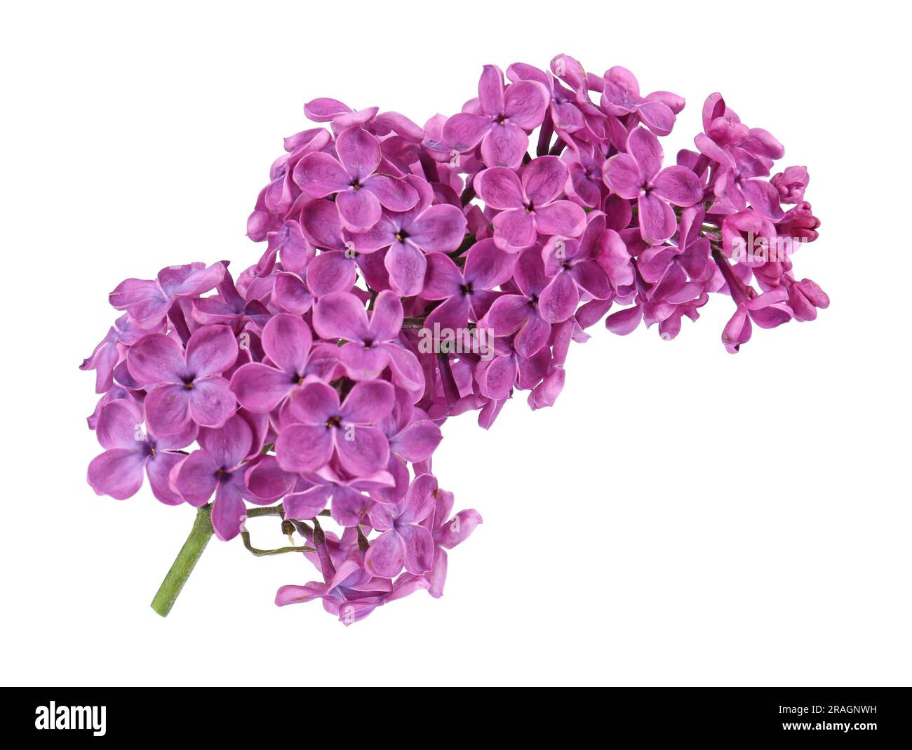 Beautiful fragrant lilac flowers on white background Stock Photo - Alamy