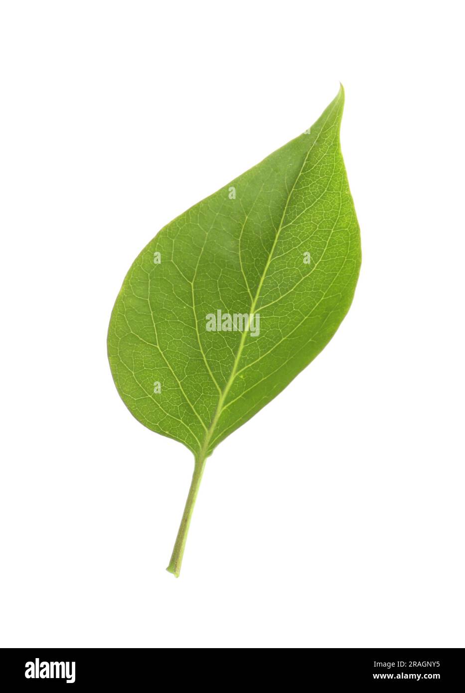 One green lilac leaf isolated on white Stock Photo - Alamy