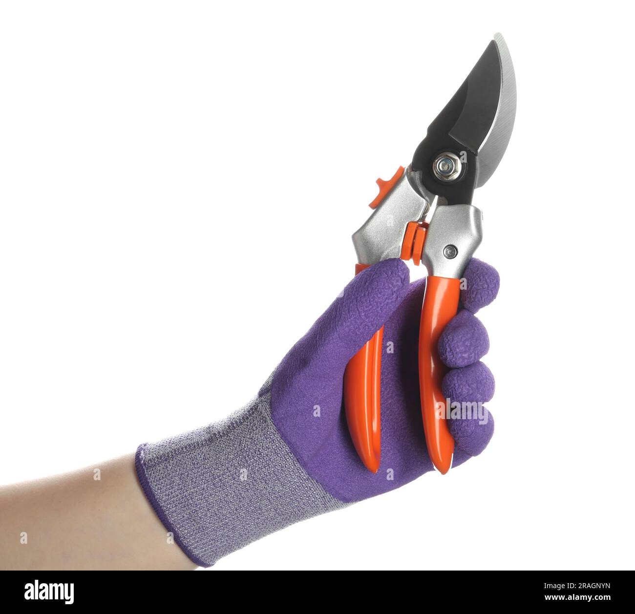 Worker holding secateurs with orange handles on white background ...