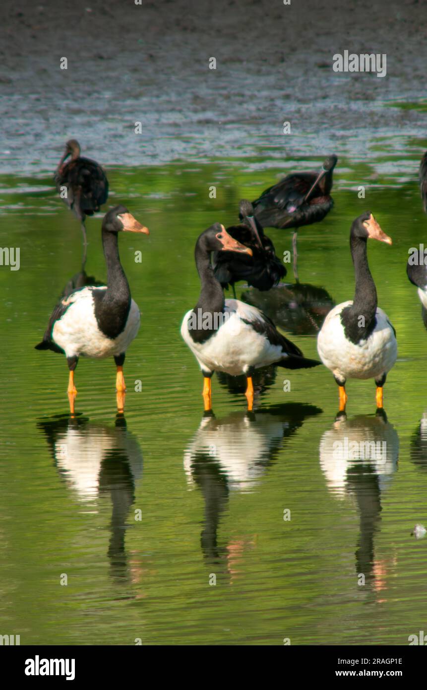 Wetlands Birds, Magpie Geese, Anseranas semipalmata, with Glossy Ibis ...