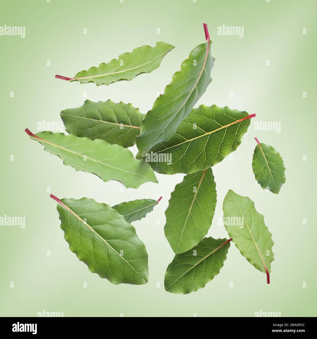 Fresh bay leaves falling on light green background Stock Photo - Alamy