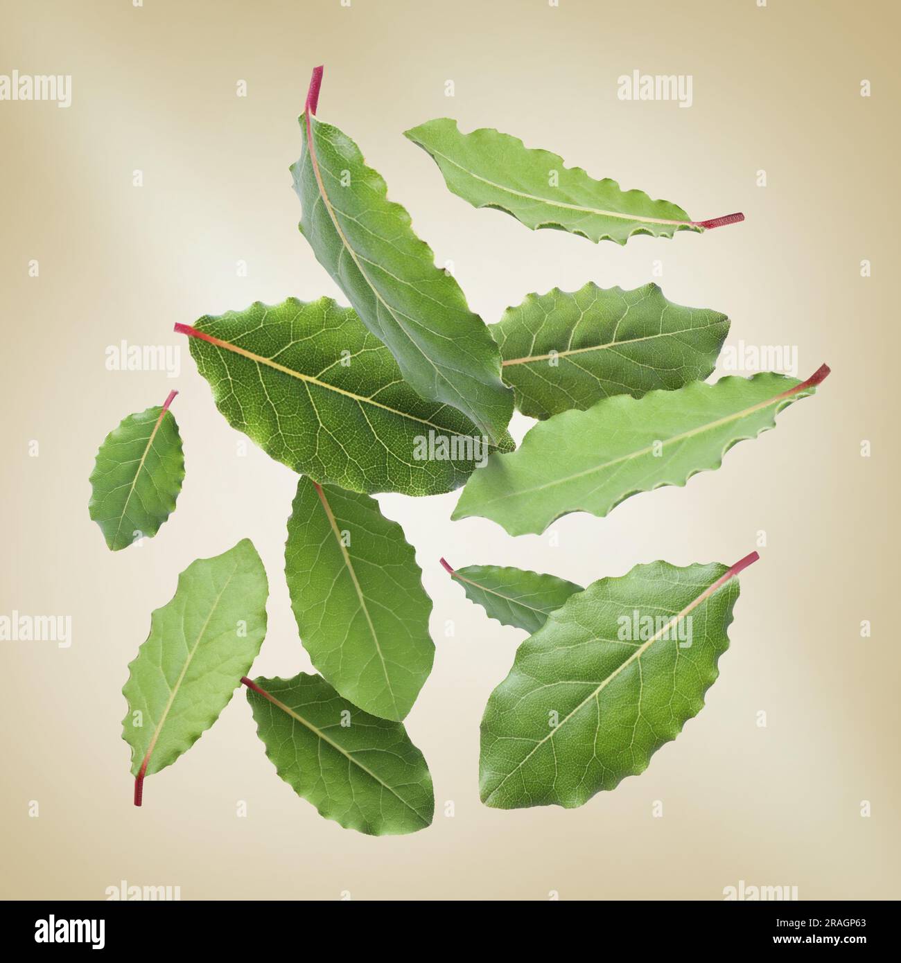 Fresh bay leaves falling on golden background Stock Photo - Alamy
